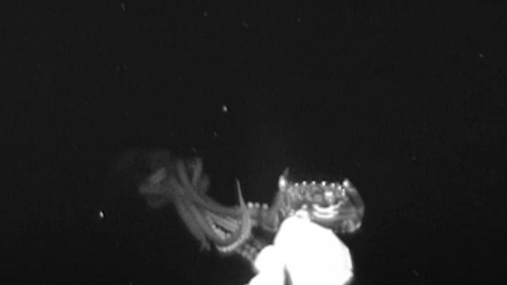 Incredible Video Reveals Elusive Giant Squid Filmed In US Waters For ...