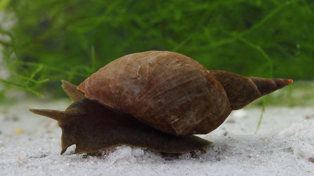 Snails Confirm An Old Trick To Store More Memories Really Works ...