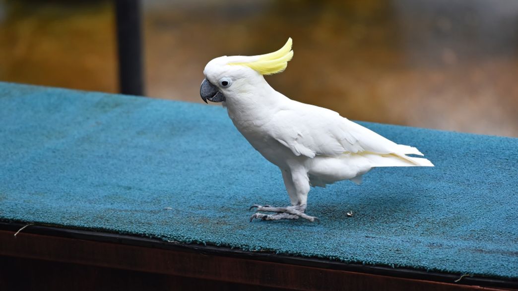Video Of Dancing Cockatoo Shows Movement To Music Isn't Unique To ...
