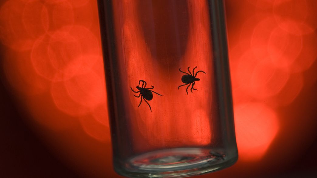 Did The US Military Release Weaponized Ticks? | IFLScience