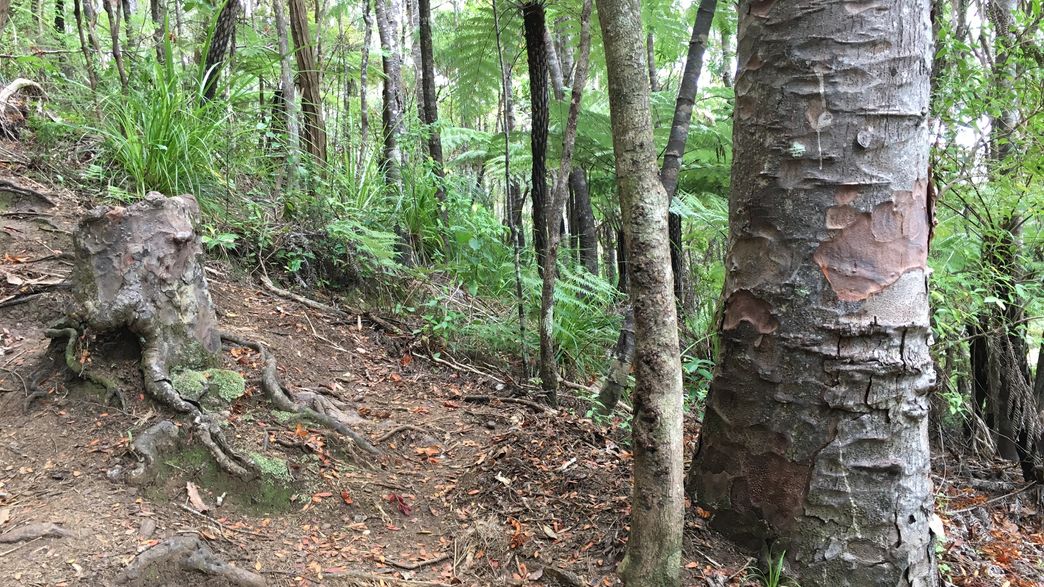 Why A Tree Stump That Should Be Dead Is Still Alive Thanks To Its ...