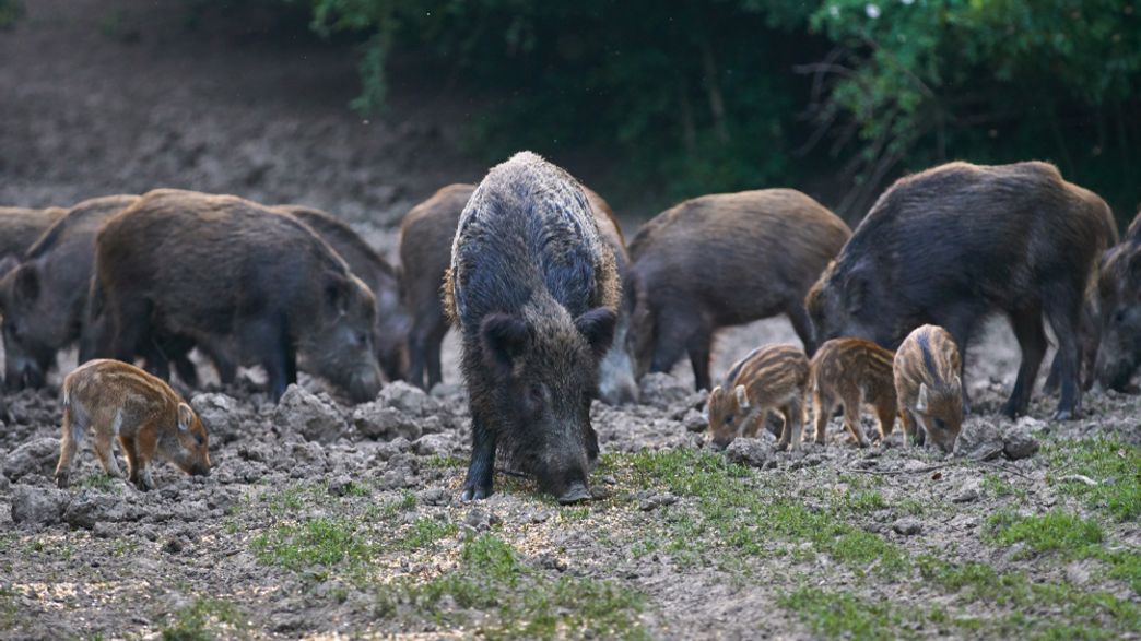 Do You Really Need An Assault Rifle To Protect Yourself From Feral Hogs ...