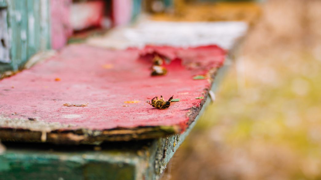 A Major Factor In The “Insect Apocalypse” Has Just Been Pinpointed ...