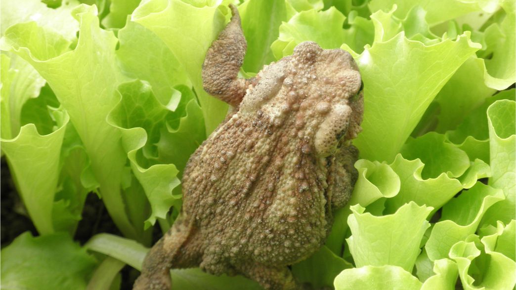 Frogs, Bats, and Lizards Found In Bagged Salads A Growing Trend In The ...