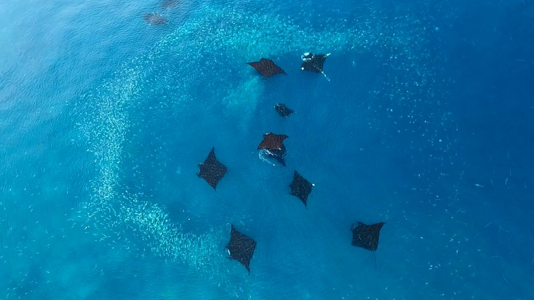 Manta Rays Form Special Bonds And Choose Social Partners, Study Finds ...