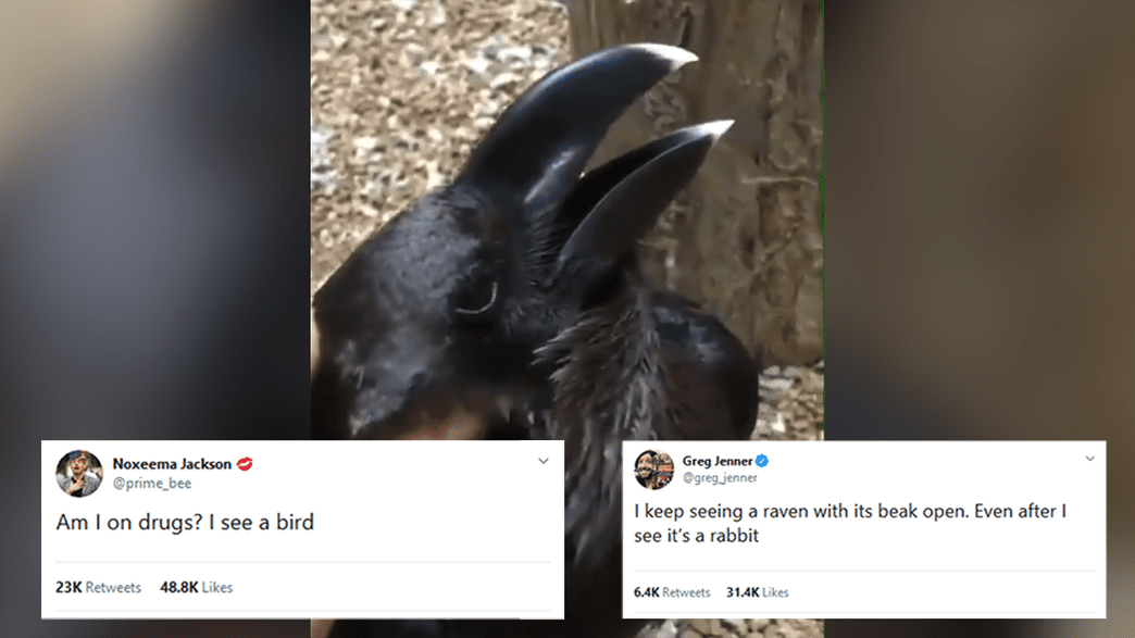 Rabbit Or Raven? Viral Video Confuses The Hell Out Of People | IFLScience