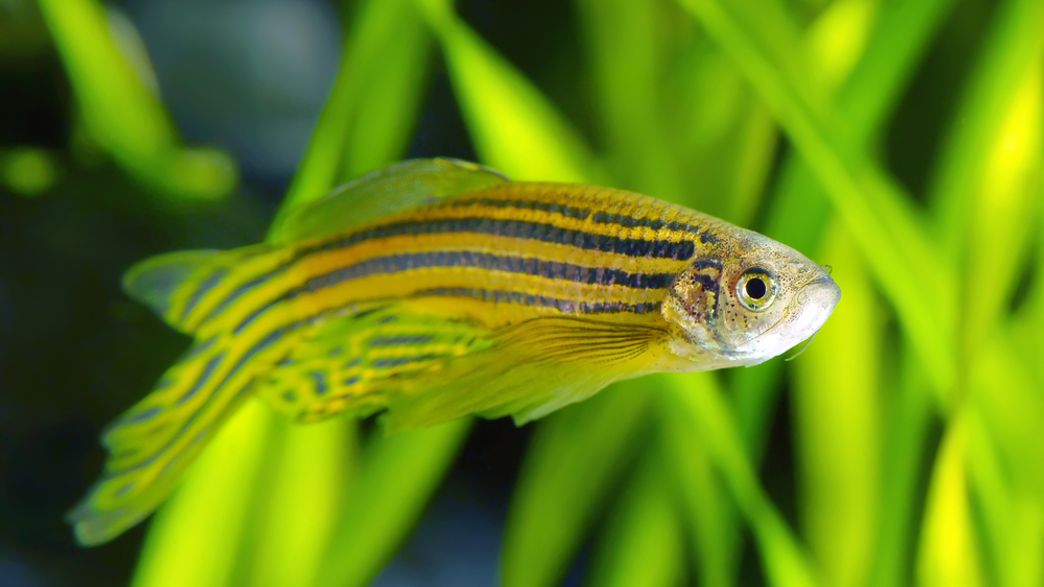 Fish-Human Hybrid Hormone Receptors Reveal How Animals Left The Oceans ...
