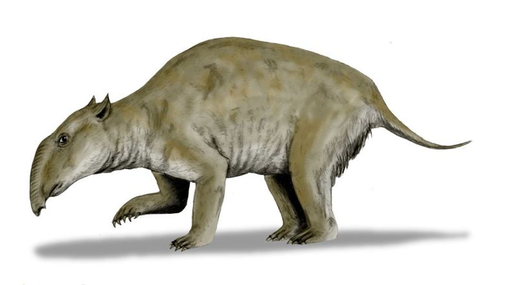 Giant Marsupials Twice As Heavy As Polar Bears Once Roamed Australia ...