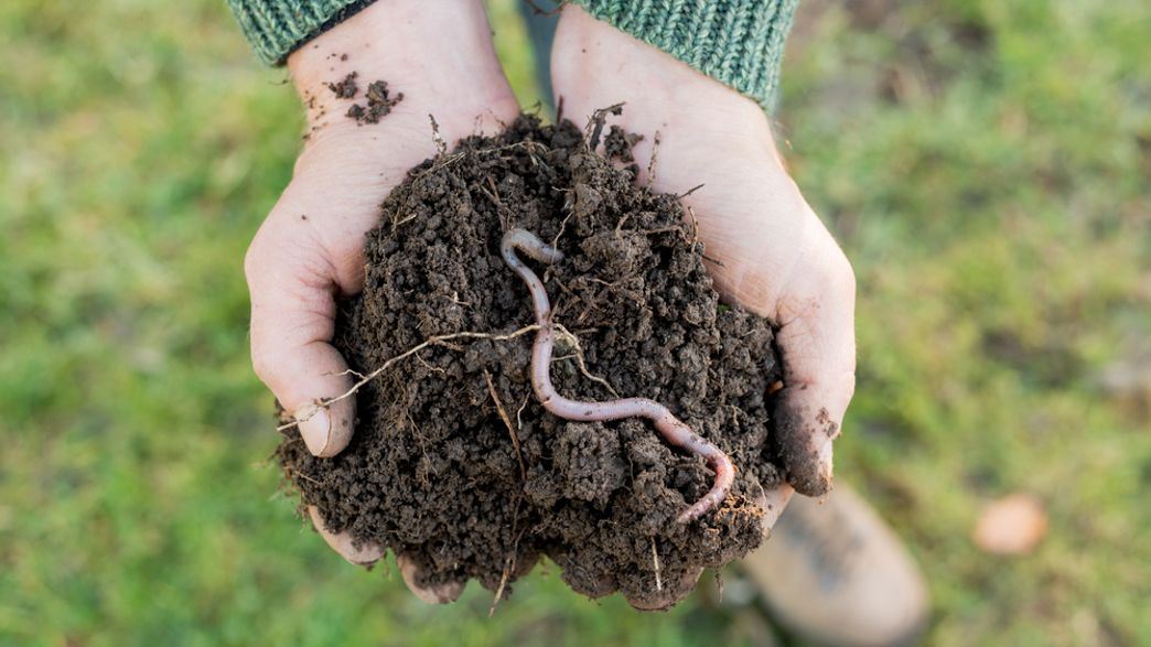 Microplastics In Soil Have A Damaging Effect On Earthworms | IFLScience