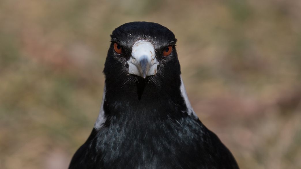 Man Dies After Swooping Magpie Attack In Australia | IFLScience
