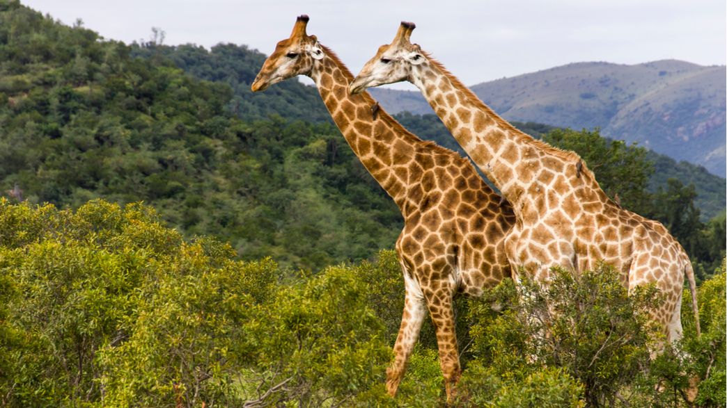 You Can Tell A Lot About A Giraffe's Lifestyle From Its Color | IFLScience
