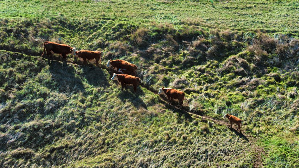 Mutilated Cattle Continue To Be Found In Oregon After Decades Of ...