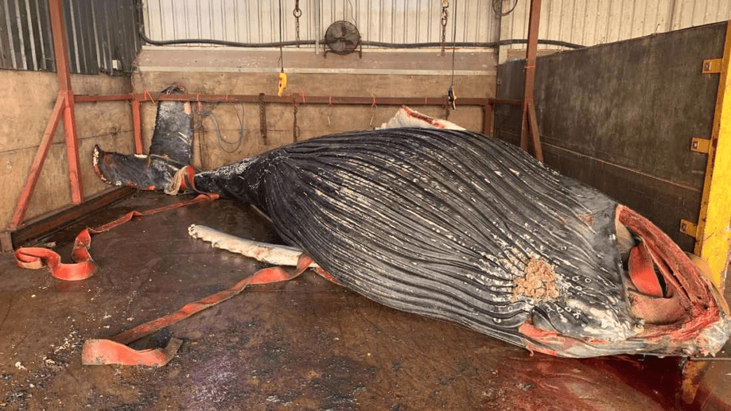 Humpback Whale Found Dead In The Thames Was Killed By A Ship, Autopsy ...