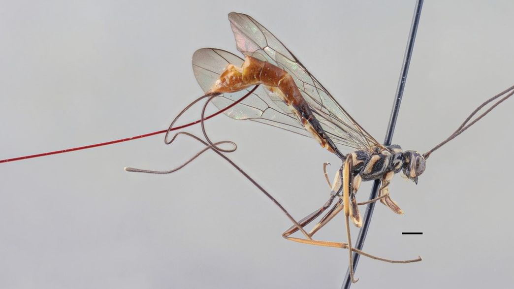 Two New Parasitoid Wasps That Eat Their Hosts From The Inside Out ...