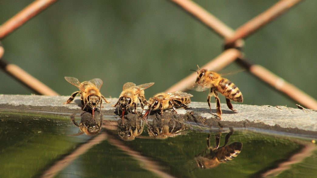 Drunk Bees Busted Flying Under The Influence Around Australia’s Parliament House | IFLScience