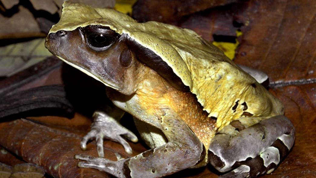Master Of Camouflage Toad Avoids Predators By Pretending To Be A Snake ...