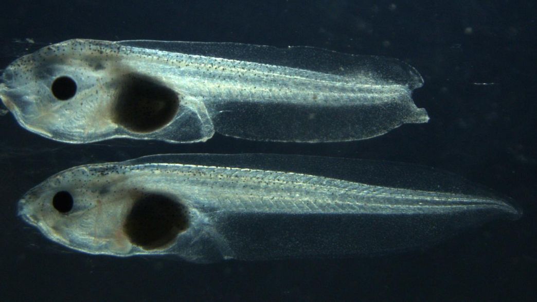 Scientists Eliminated Tadpoles' Ability To Regenerate By Blocking Just ...