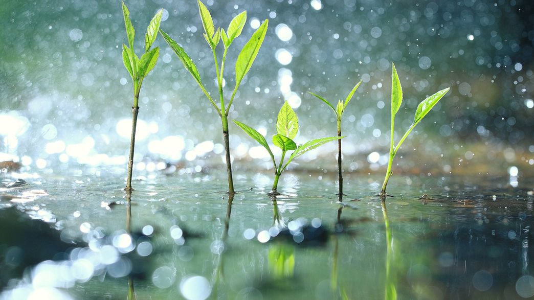 New Research Shows How Plants “Panic" When It Rains | IFLScience