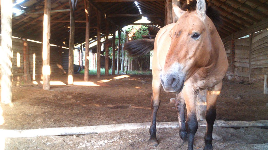 Endangered Wild Horses Are Finding Shelter In Chernobyl's Abandoned ...