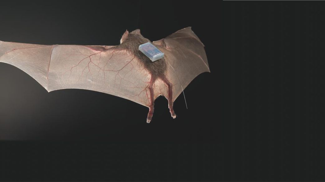 Despite Their Spooky Reputation, Vampire Bats Keep Life-Long Friends ...