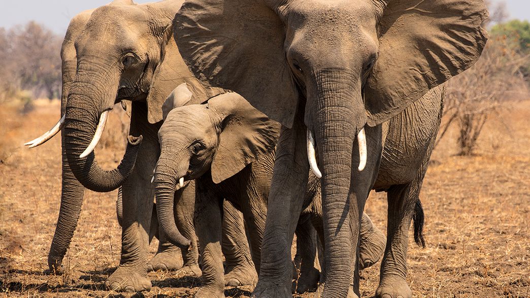Origin Of Poached Ivory Traced Faster And Cheaper With New Software ...
