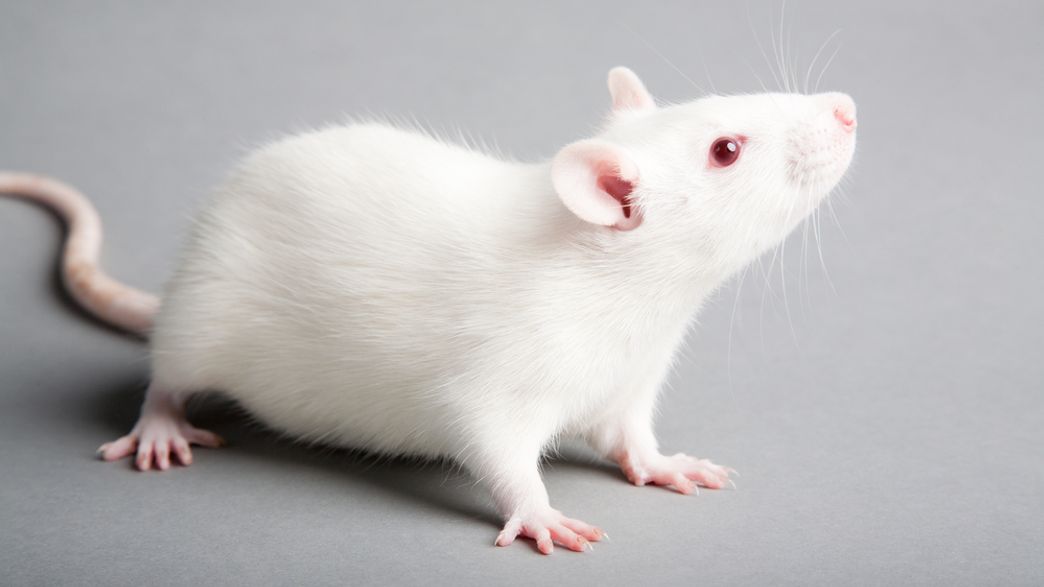 New Animal-Free Testing Method Saves Lab Rats And Advances Research ...