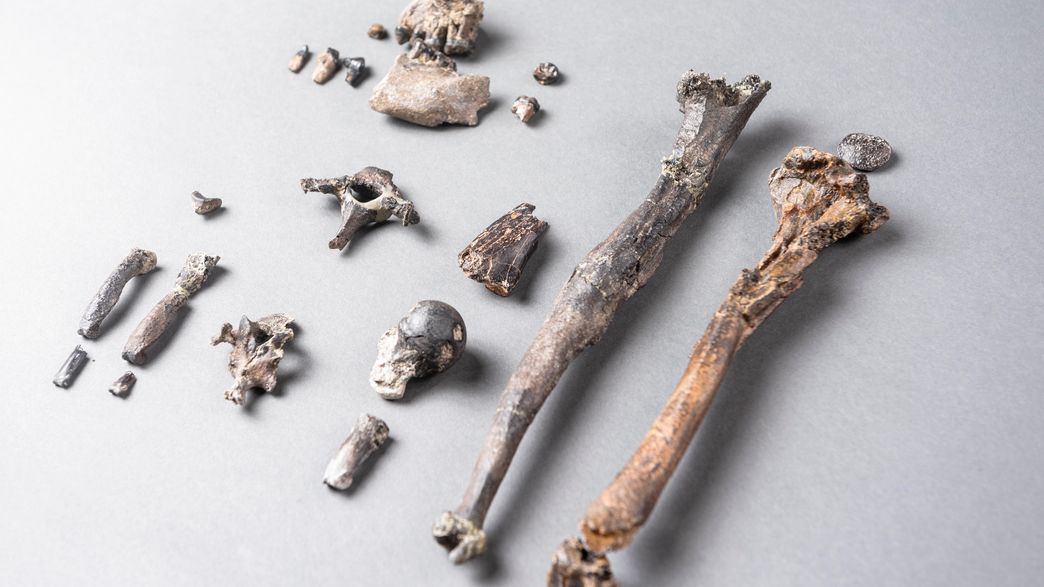 Newly Discovered Ape Fossil May Explain How Early Humans Started ...