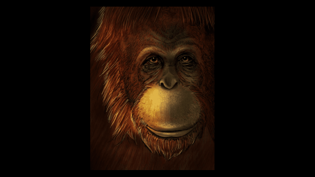 New Evidence From Tooth Of Extinct Giant Ape Reveals Ancient Link With ...