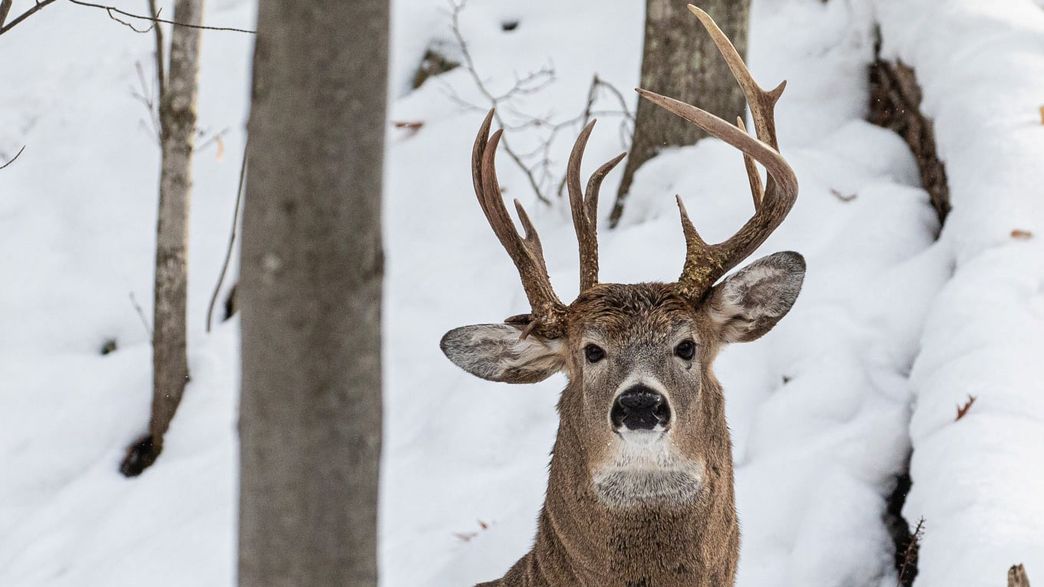 Rare Stag With Three Antlers Spotted In Michigan | IFLScience