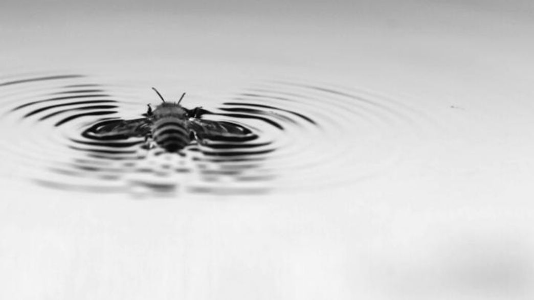 Drowning Bees Create Their Own Wave And "Surf" To Safety | IFLScience