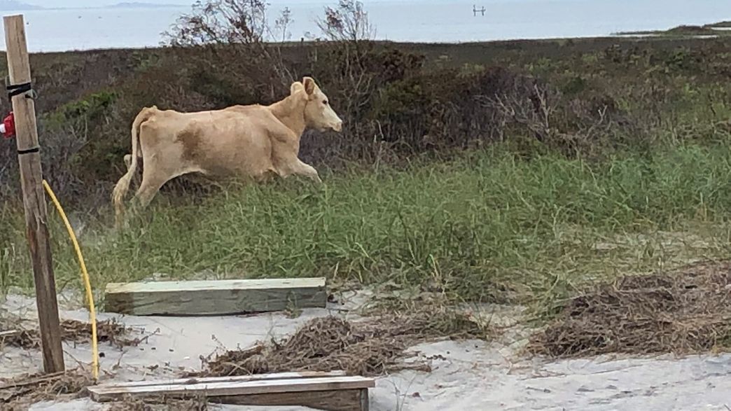 Tides Swept Three Cows Out To Sea During Hurricane Dorian. They're Now ...