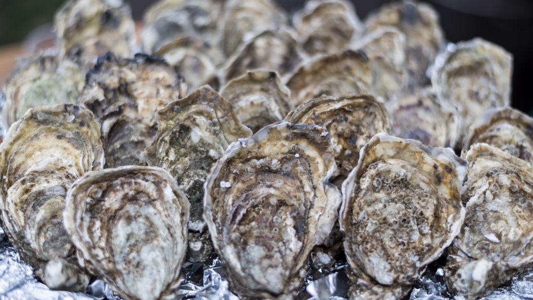 4,000-Year-Old Adage About How To Avoid Bad Shellfish Still Rings True ...