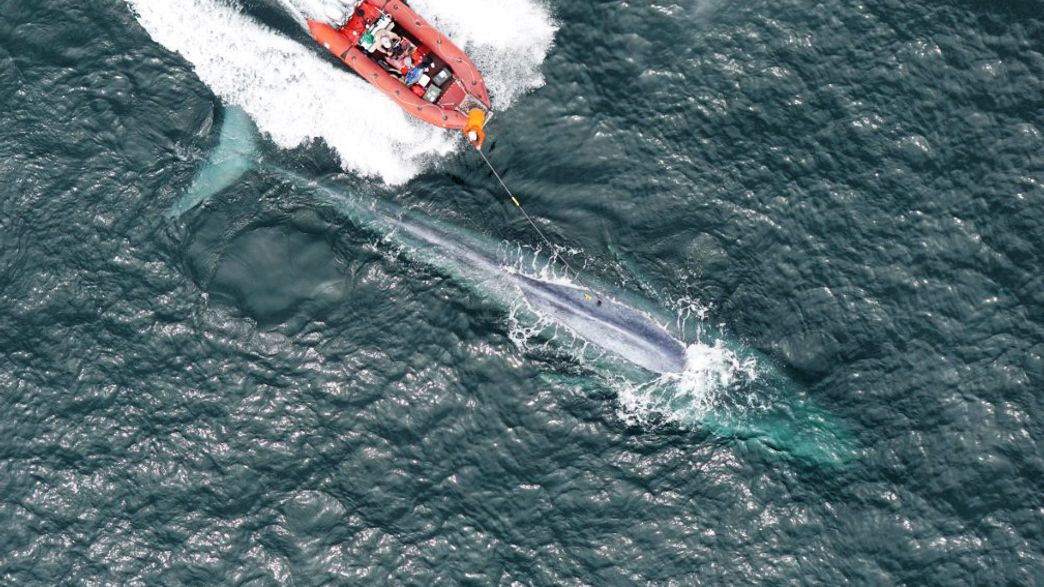 Scientists Measure The Heart Rate Of A Blue Whale At Sea For The First ...