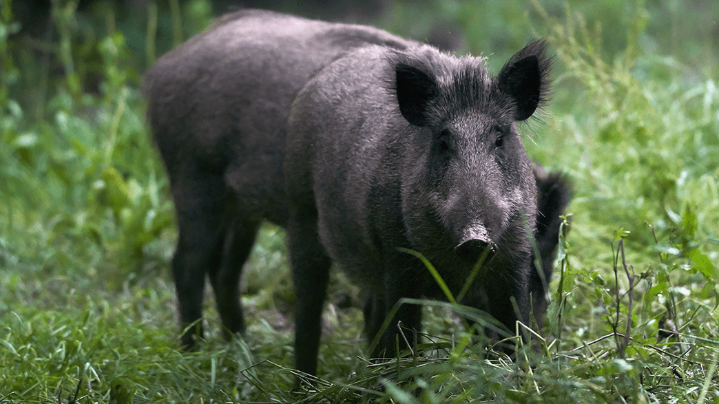 Woman In Texas Killed By Herd Of Feral Hogs | IFLScience