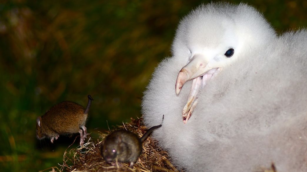 Mice Have Been Seen Eating The Brains Of Live Albatrosses | IFLScience