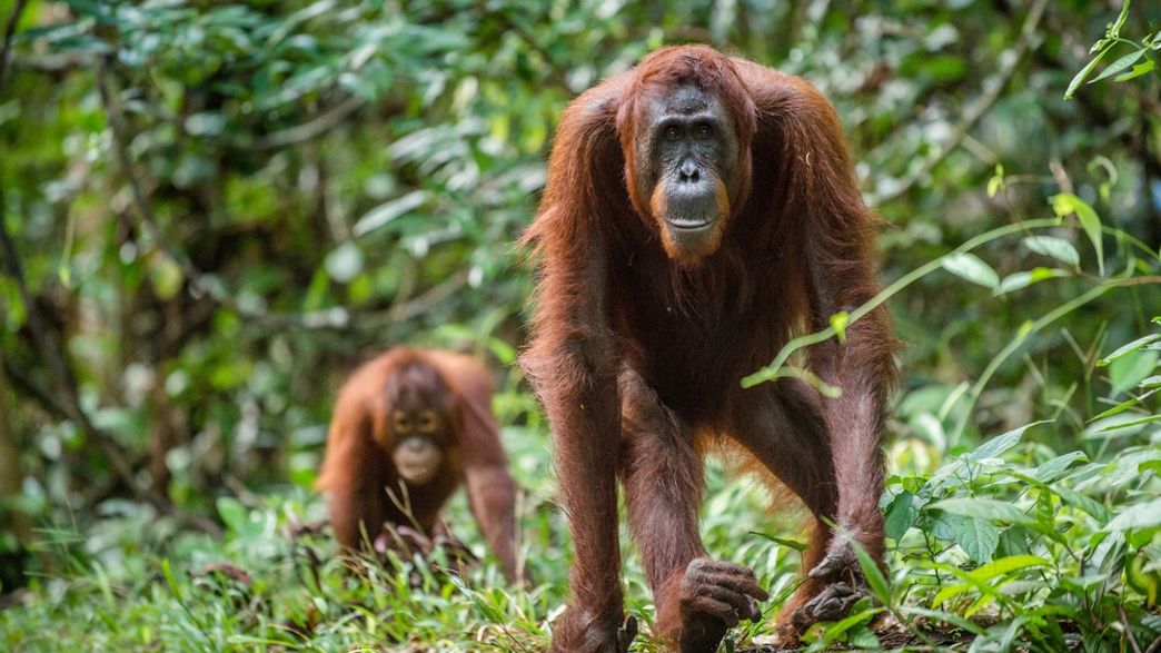 New Research Unravels The "Language" Of Orangutans | IFLScience