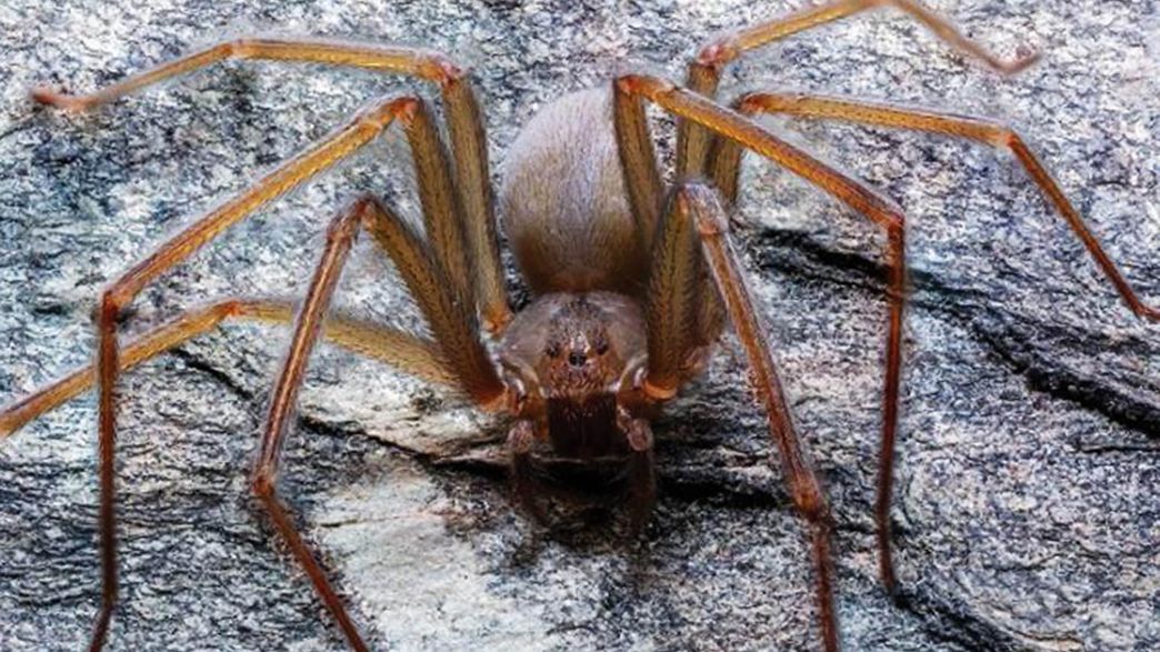 New Species Of Spider With Flesh-Eating Venom Found In Mexico | IFLScience