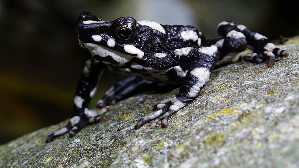 Starry Night Harlequin Toad Documented For The First Time In Nearly 30 ...
