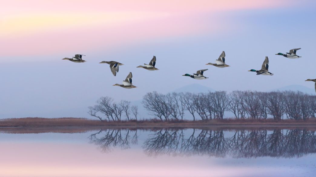 Birds Are Shifting Their Migration Timing Due To Climate Change ...