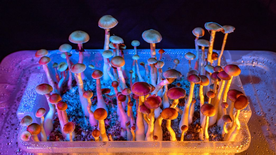 Magic Mushroom Compound Edges Towards A Treatment For Depression ...