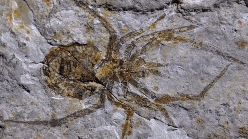 Incredible Fossil Of Ancient Spider Turns Out To Be Crayfish "Someone ...