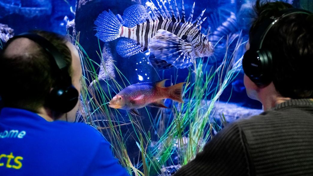 The Sound Of Fish “Singing” Underwater Has Been Turned Into A Christmas ...