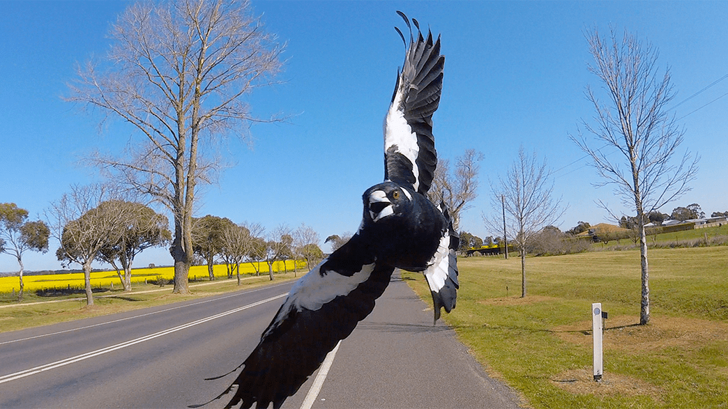 This Australian Magpie Mimicking Emergency Sirens Is The Bleakest Thing ...