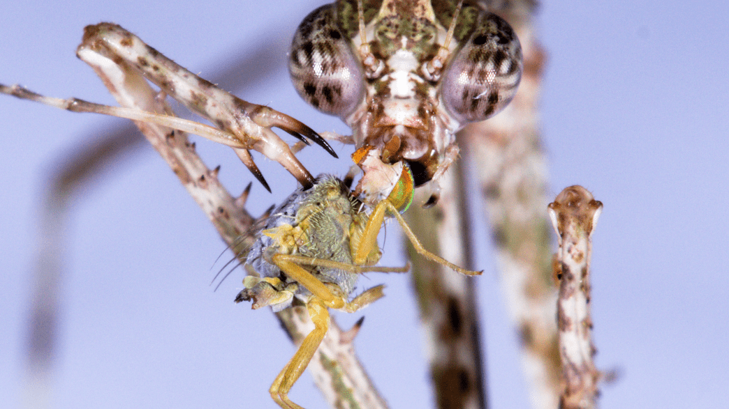 New Praying Mantis Species Discovered In Peru Hunts By Impaling Its ...