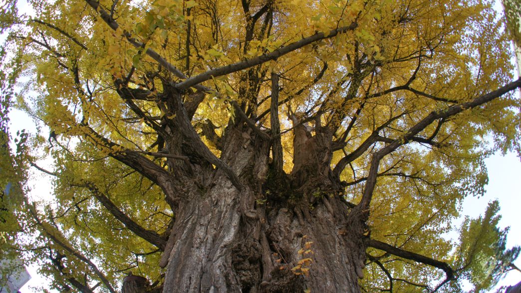 How Some Trees' Cells Let Them Live For Thousands Of Years | IFLScience