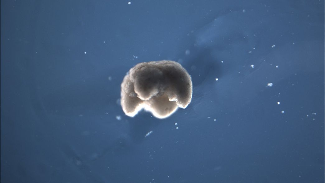 Scientists Create First "Living Robots" Made Entirely Of Living Cells ...