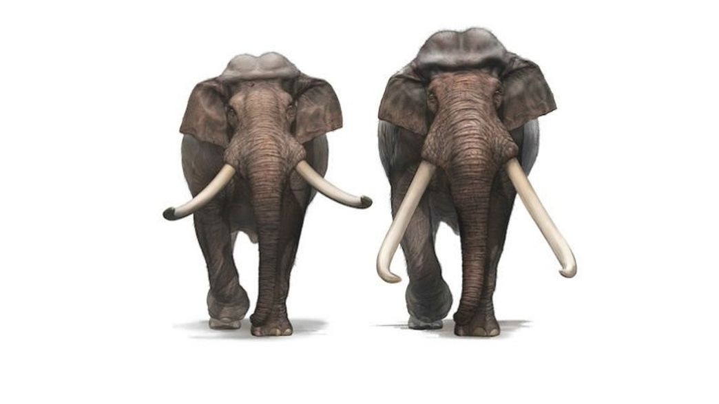 New Study Solves Puzzle Of Europe's Bizarre Extinct Elephants | IFLScience