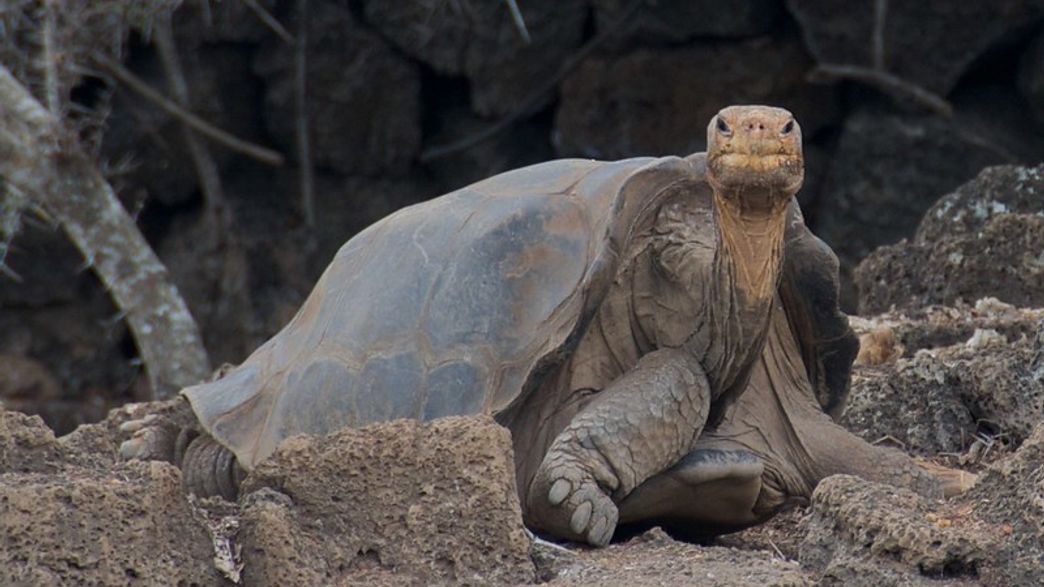 Relative Of Lonesome George’s Extinct Giant Tortoise Species Found In ...