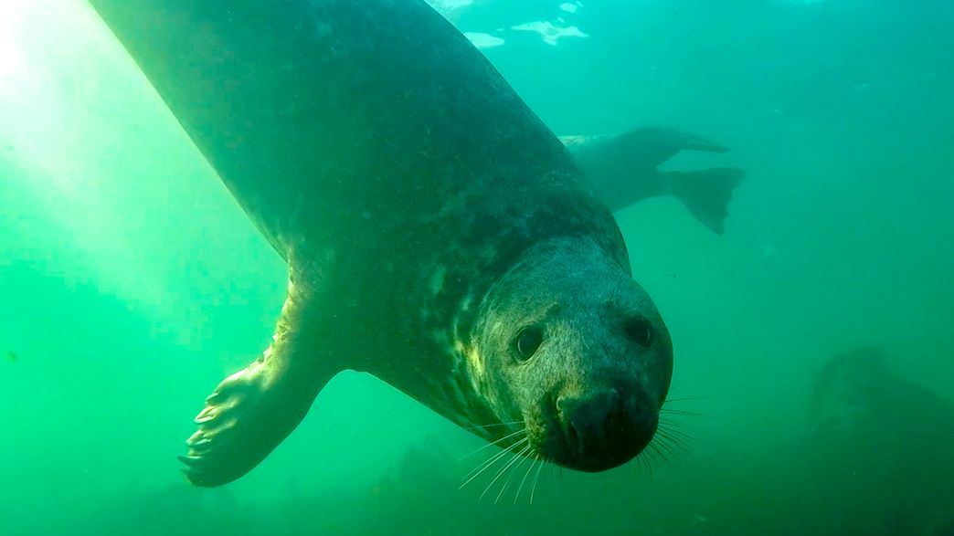 Wild Grey Seals Filmed Clapping Underwater For The First Time | IFLScience