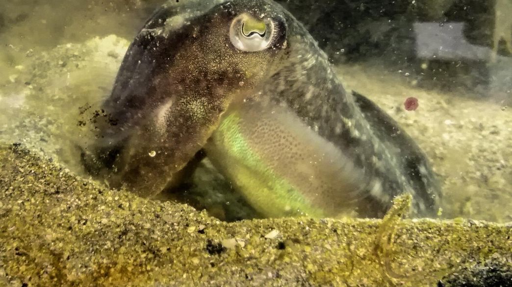 Cuttlefish Will Save Themselves For Their Favorite Snack | IFLScience